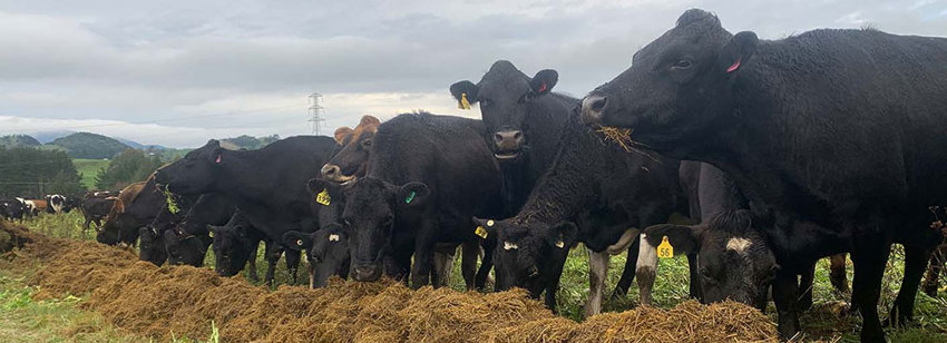 Government proposes changes to intensive winter grazing regulations