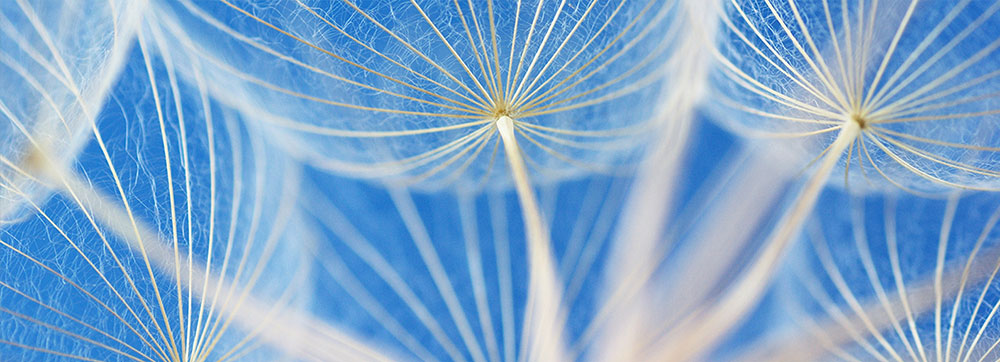 Buddle Findlay wins at the 2017 New Zealand Law Awards | Buddle Findlay