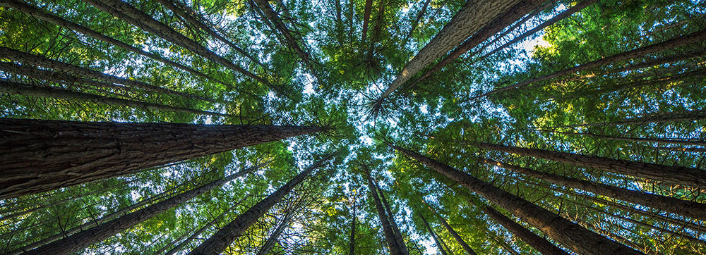 XRB announces climate reporting extensions | Buddle Findlay